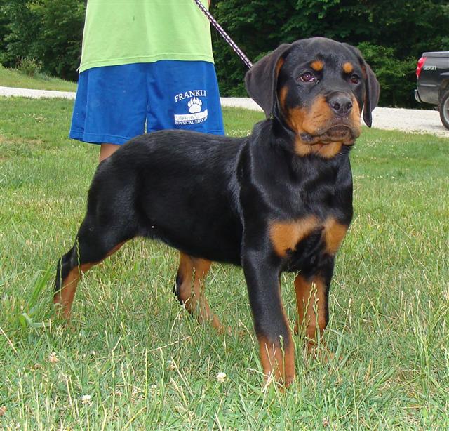DSC09946-1 – Guardian Rottweilers