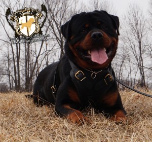 Guardian Rottweilers – FIRST PLACE KENNEL/BREEDER at ADRK KLUBSIEGER in ...