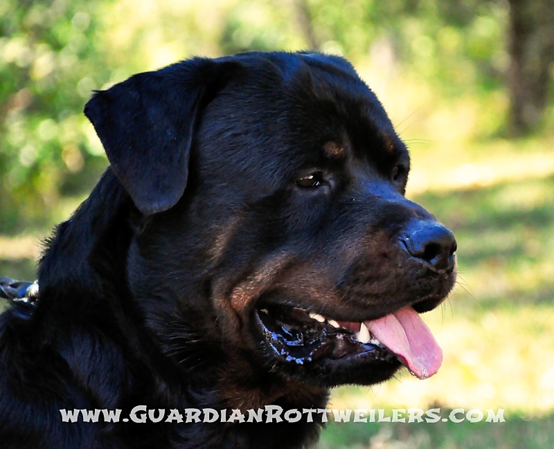 Conformation – Guardian Rottweilers