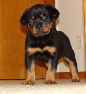 Conformation – Guardian Rottweilers