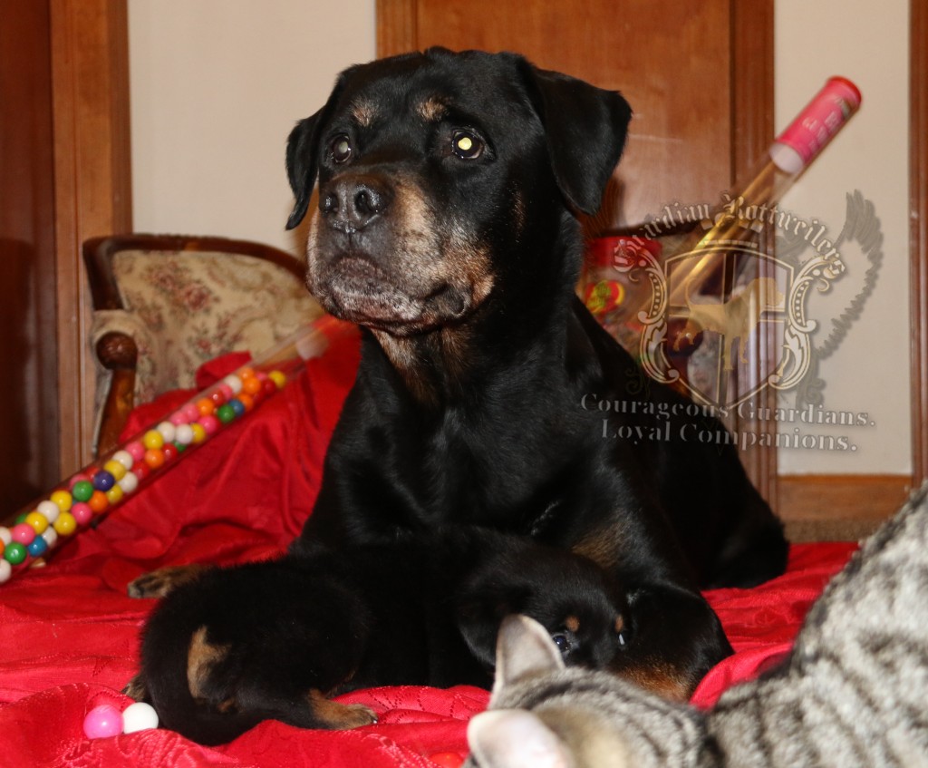 DIESEL – Guardian Rottweilers