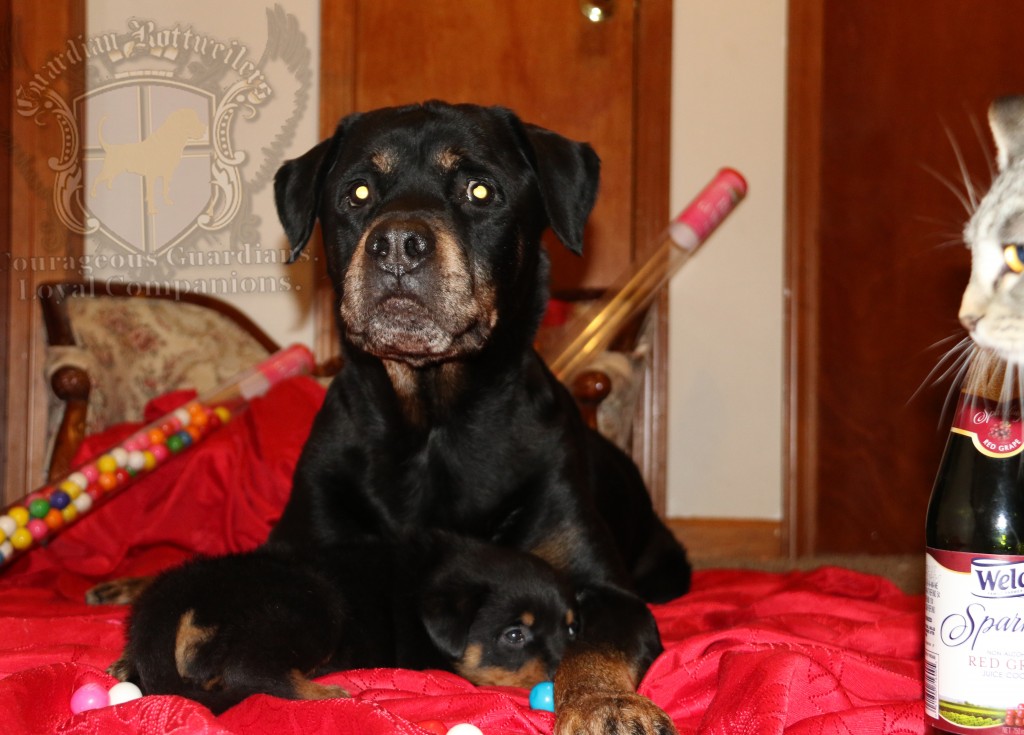 DIESEL – Guardian Rottweilers