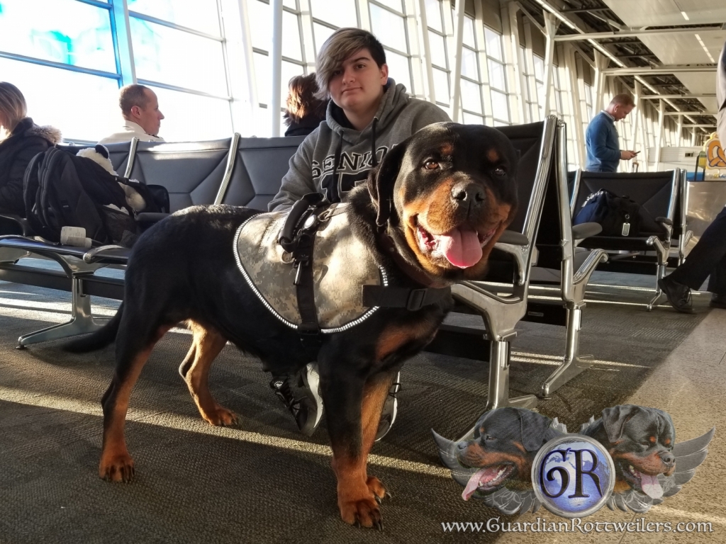 2017 Italy – Guardian Rottweilers