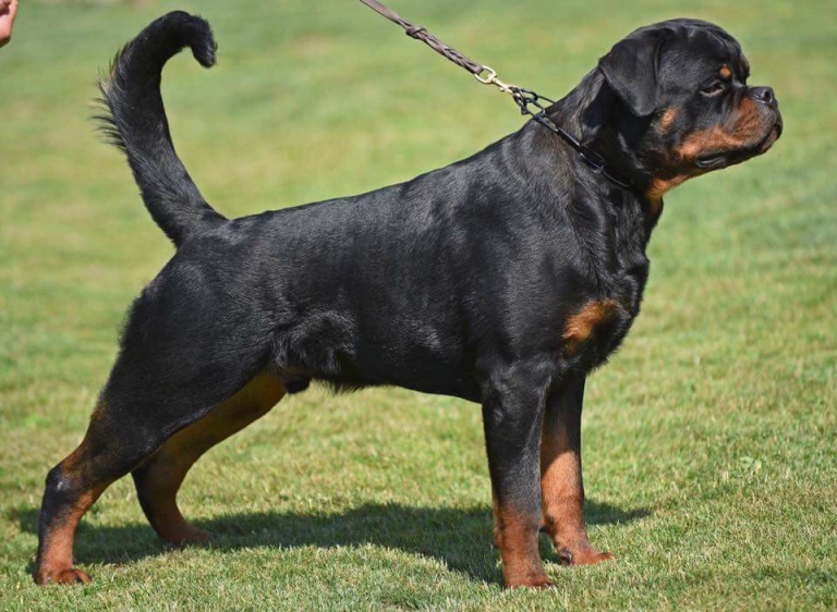 Diablo Timit-Tor – Guardian Rottweilers