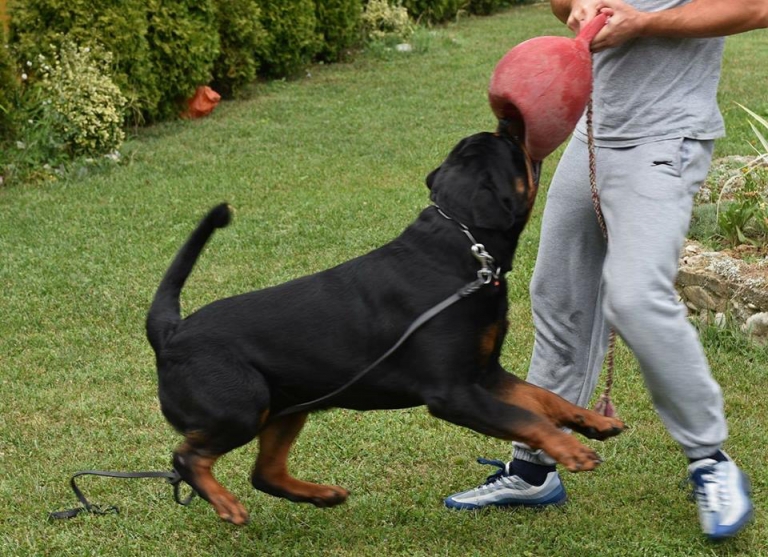 Diablo Timit-Tor – Guardian Rottweilers
