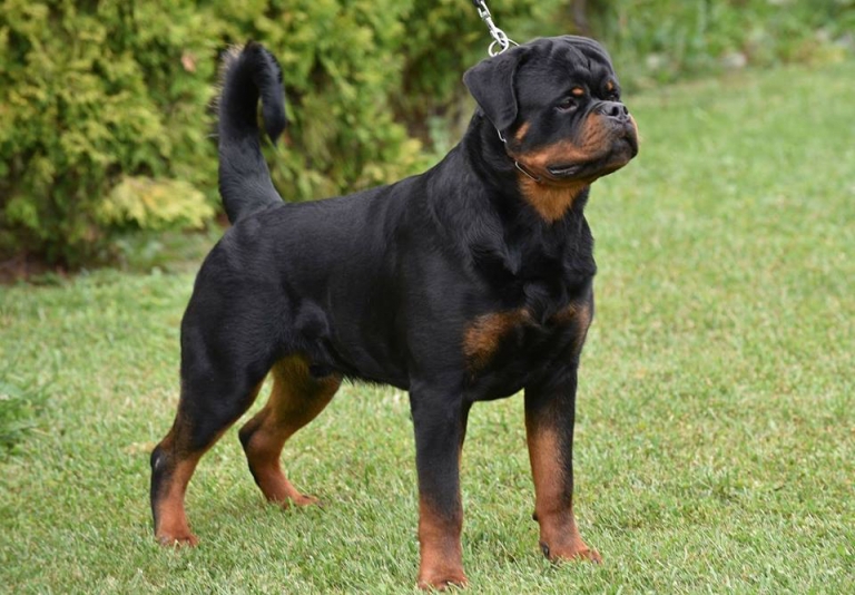 Diablo Timit-Tor – Guardian Rottweilers