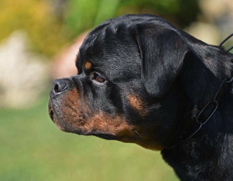 Diablo Timit-Tor – Guardian Rottweilers