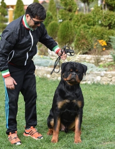 Doctor Timit-Tor – Guardian Rottweilers
