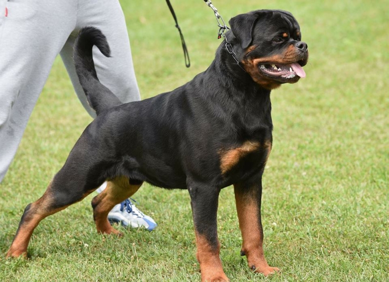 Doctor Timit-Tor – Guardian Rottweilers