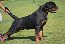 Doctor Timit-Tor – Guardian Rottweilers