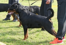 Doctor Timit-Tor – Guardian Rottweilers
