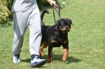 Doctor Timit-Tor – Guardian Rottweilers