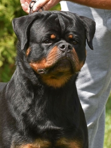 Doctor Timit-Tor – Guardian Rottweilers
