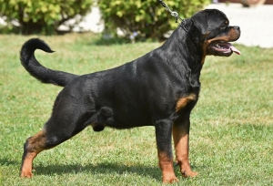 Doctor Timit-Tor – Guardian Rottweilers