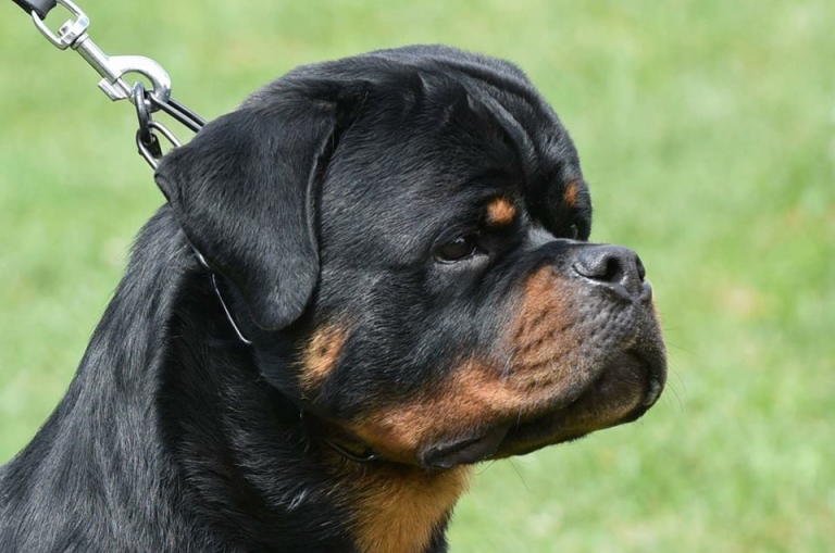 Doctor Timit-Tor – Guardian Rottweilers