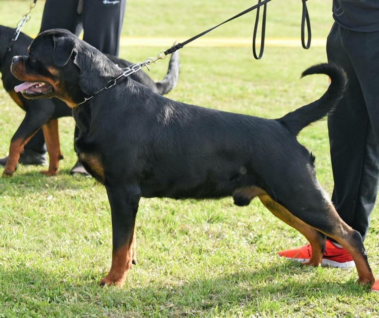 Doctor Timit-Tor – Guardian Rottweilers