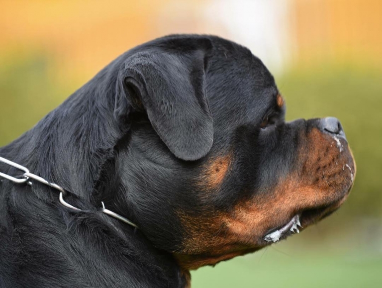 Doctor Timit-Tor – Guardian Rottweilers