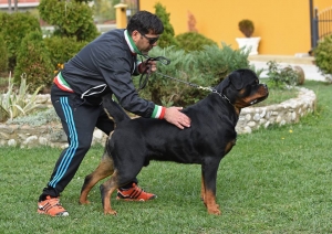 Doctor Timit-Tor – Guardian Rottweilers