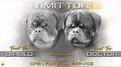 Doctor Timit-Tor – Guardian Rottweilers