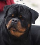 Doctor Timit-Tor – Guardian Rottweilers