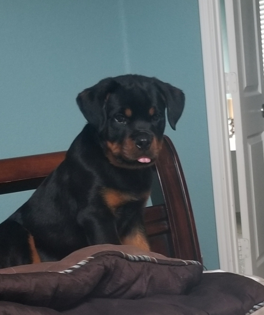 U Litter: Diablo x Malta – Guardian Rottweilers