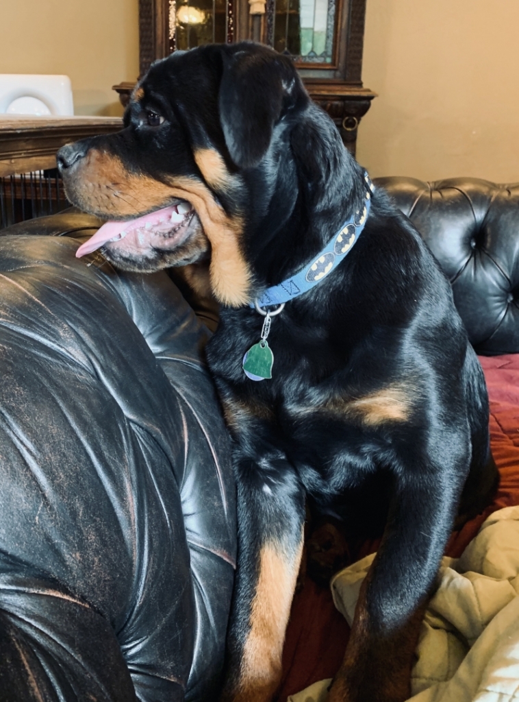 U Litter: Diablo x Malta – Guardian Rottweilers