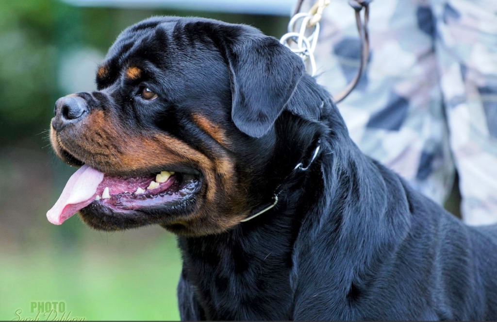 Lex Vom Hause Edelstein – Guardian Rottweilers