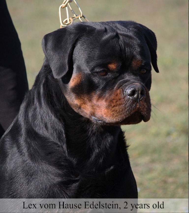 Lex Vom Hause Edelstein – Guardian Rottweilers