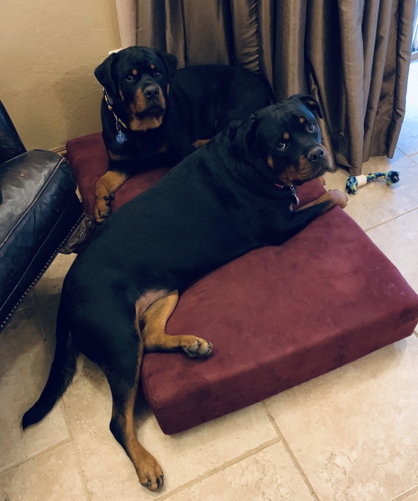 U Litter: Diablo x Malta – Guardian Rottweilers