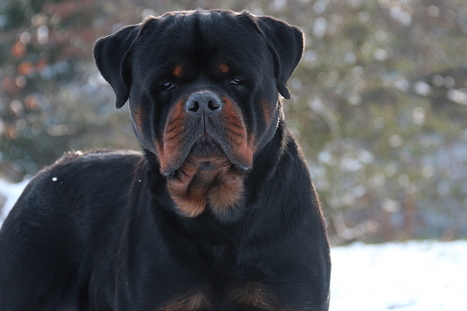 Aron Timit-Tor – Guardian Rottweilers