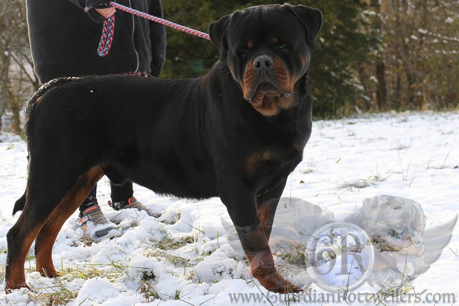 Aron Timit-Tor – Guardian Rottweilers