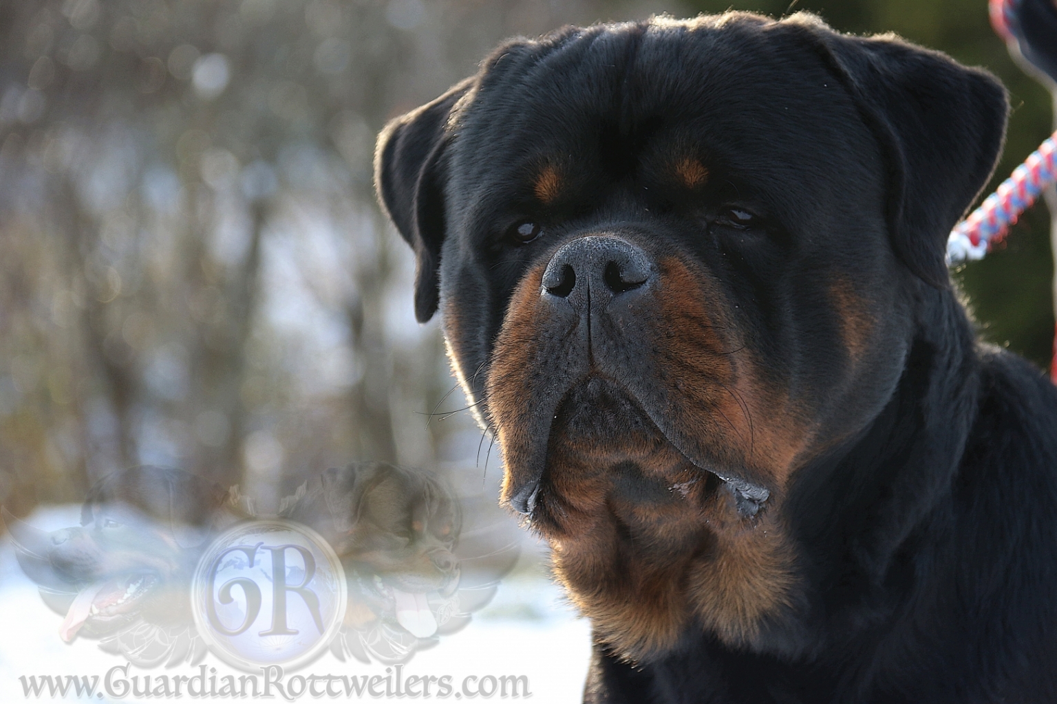 Aron Timit-Tor – Guardian Rottweilers
