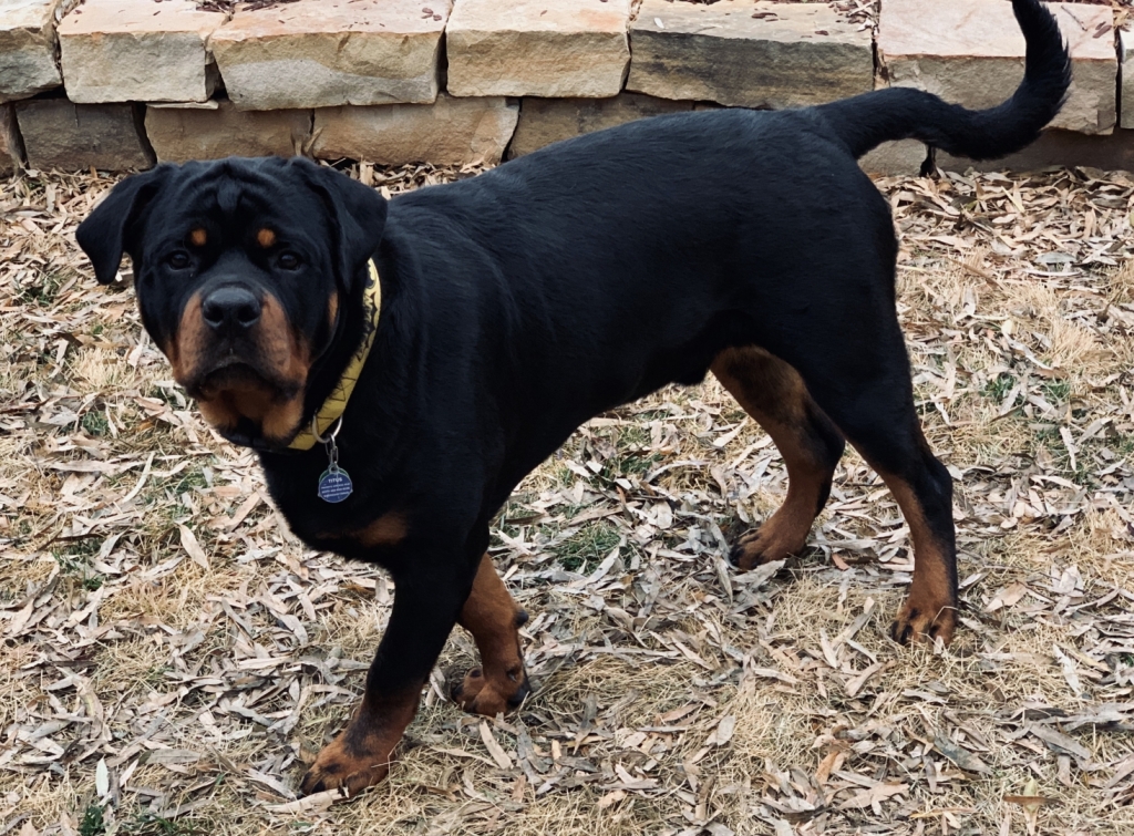 U Litter: Diablo x Malta – Guardian Rottweilers
