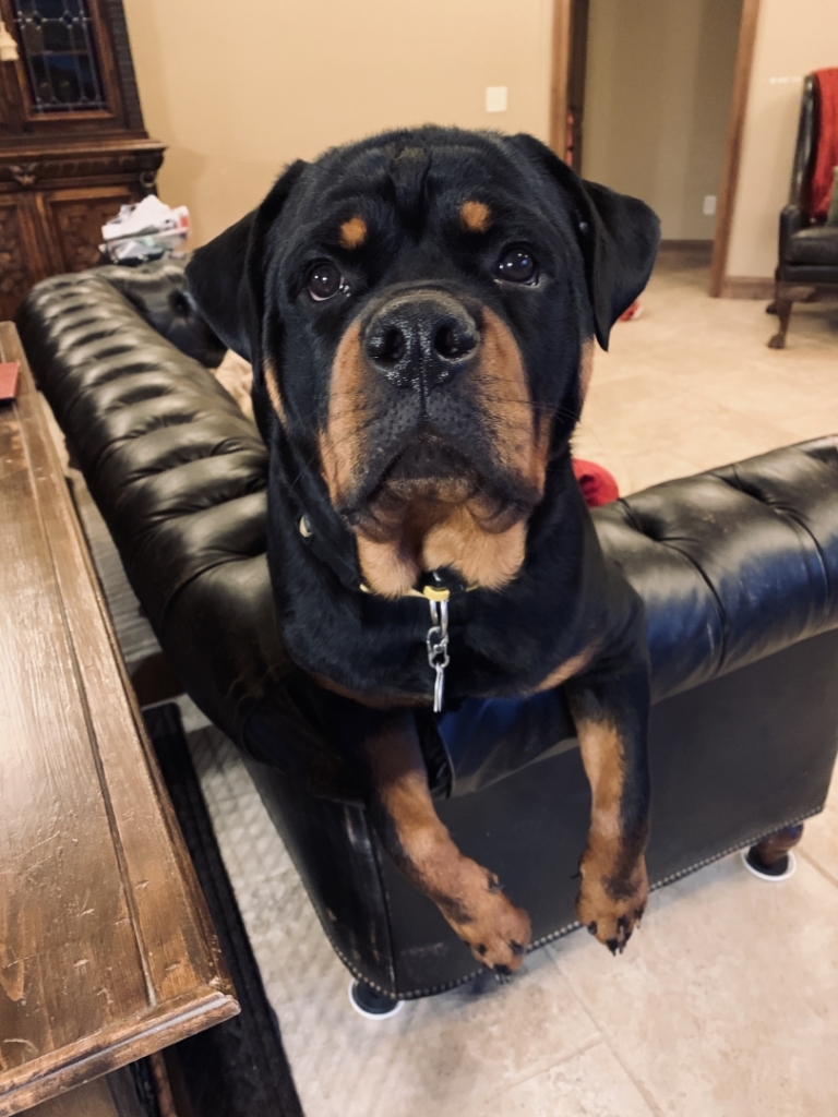 U Litter: Diablo x Malta – Guardian Rottweilers