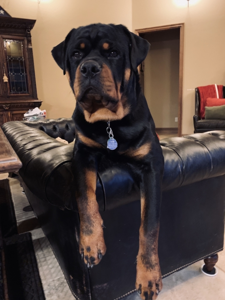 U Litter: Diablo x Malta – Guardian Rottweilers