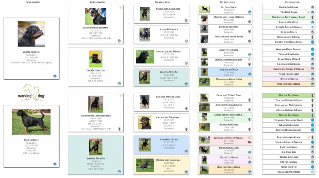 Diablo Timit-Tor – Guardian Rottweilers