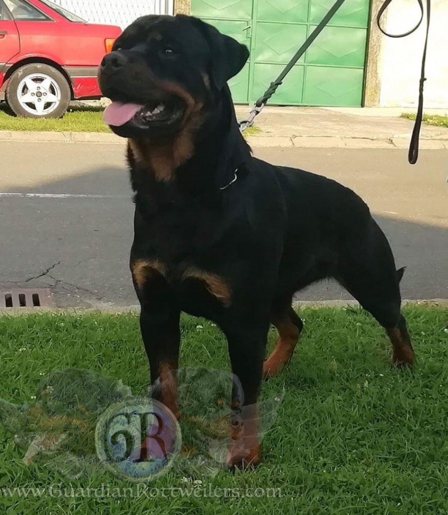 Maza King Breed Rottweiler – Guardian Rottweilers