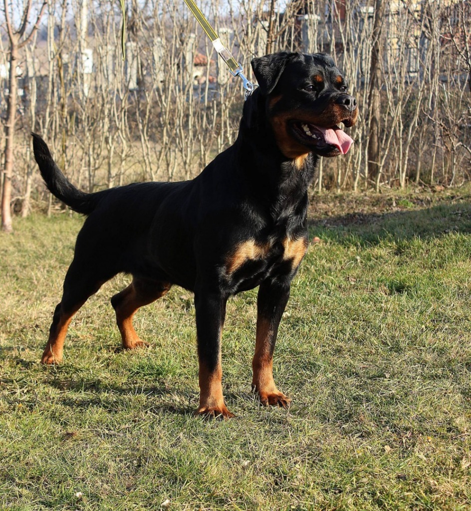 Wicky Golden Shield – Guardian Rottweilers