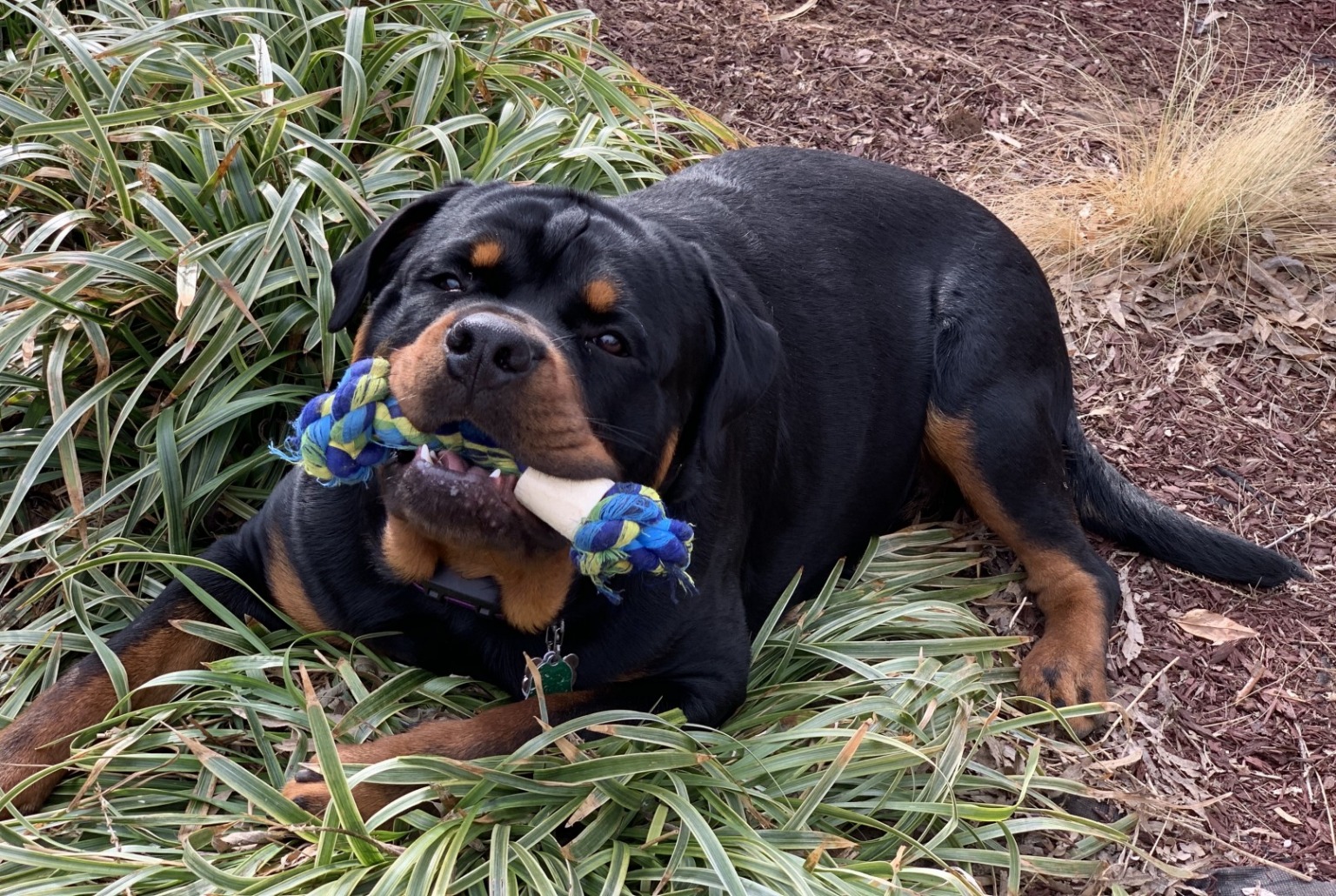U Litter: Diablo x Malta – Guardian Rottweilers