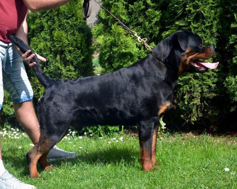Odin vom haus Vujic – Guardian Rottweilers