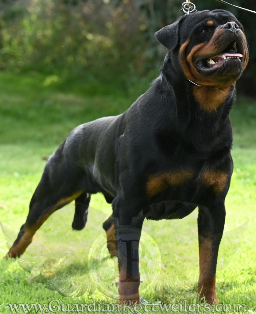 Piko vom hause Edelstein – Guardian Rottweilers