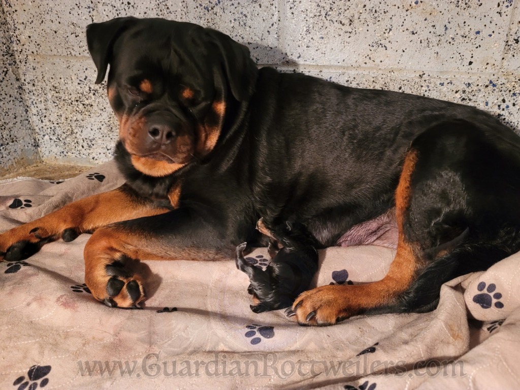 Candi Timit-Tor – Guardian Rottweilers
