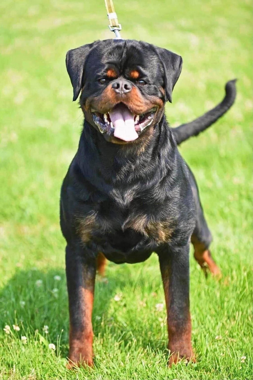 Remo Timit Tor – Guardian Rottweilers