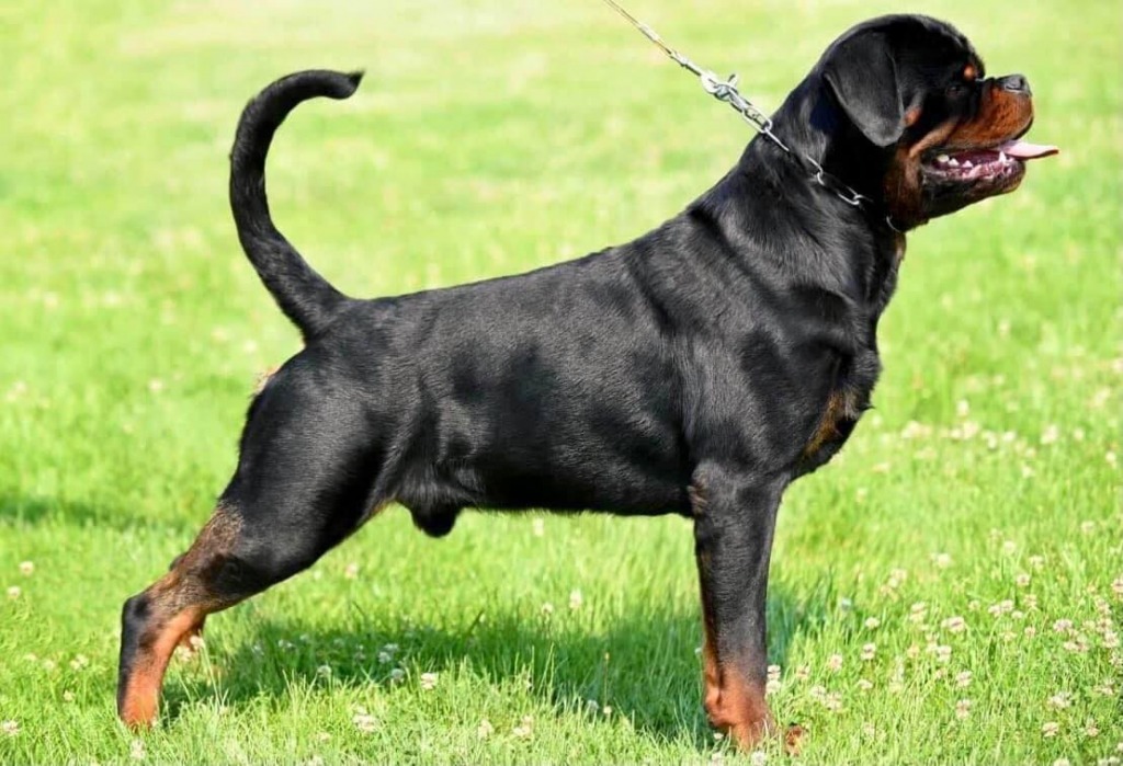 Remo Timit Tor – Guardian Rottweilers