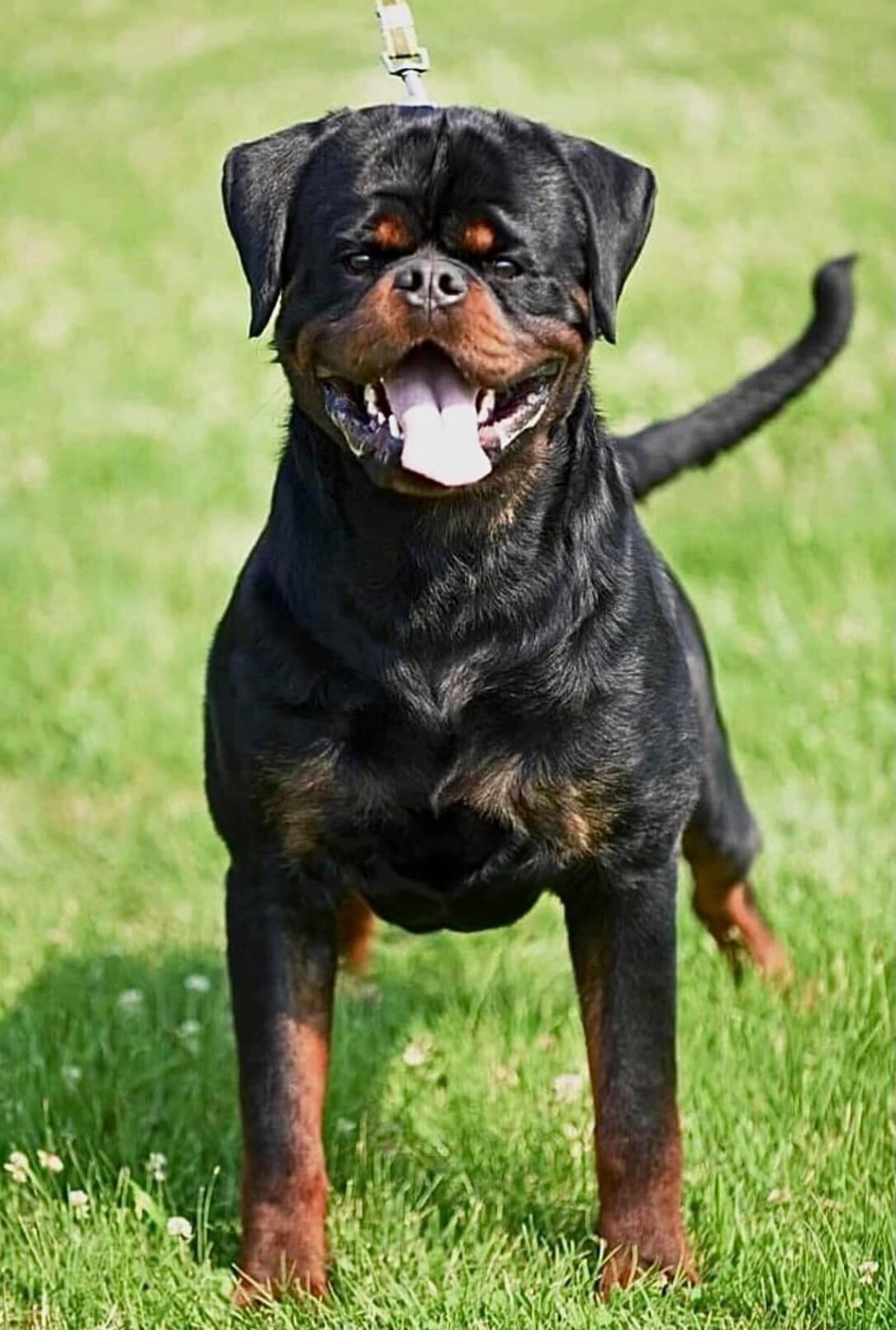 Remo Timit Tor – Guardian Rottweilers