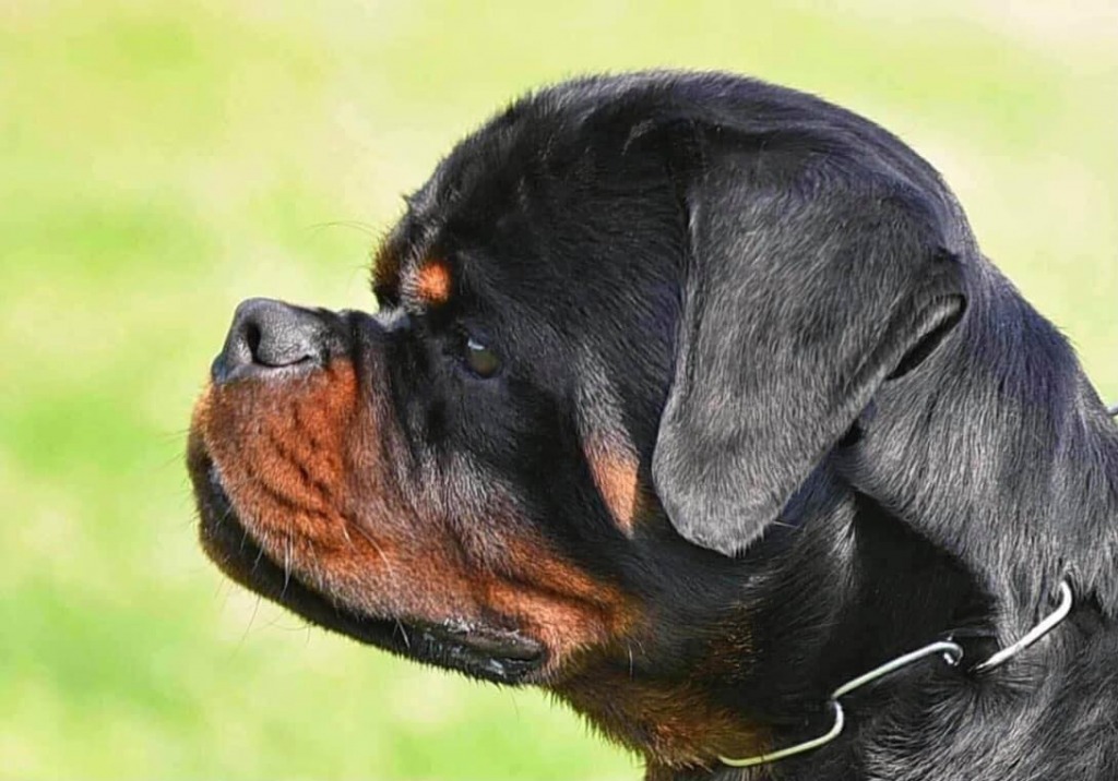 Remo Timit Tor – Guardian Rottweilers