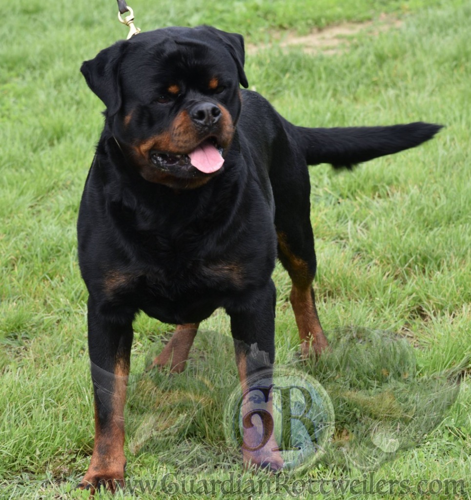 Codex of Nicola’s Lion – Guardian Rottweilers