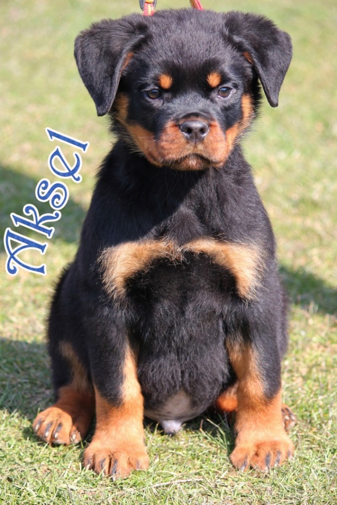 Import: Montecarlo x Boni – Guardian Rottweilers