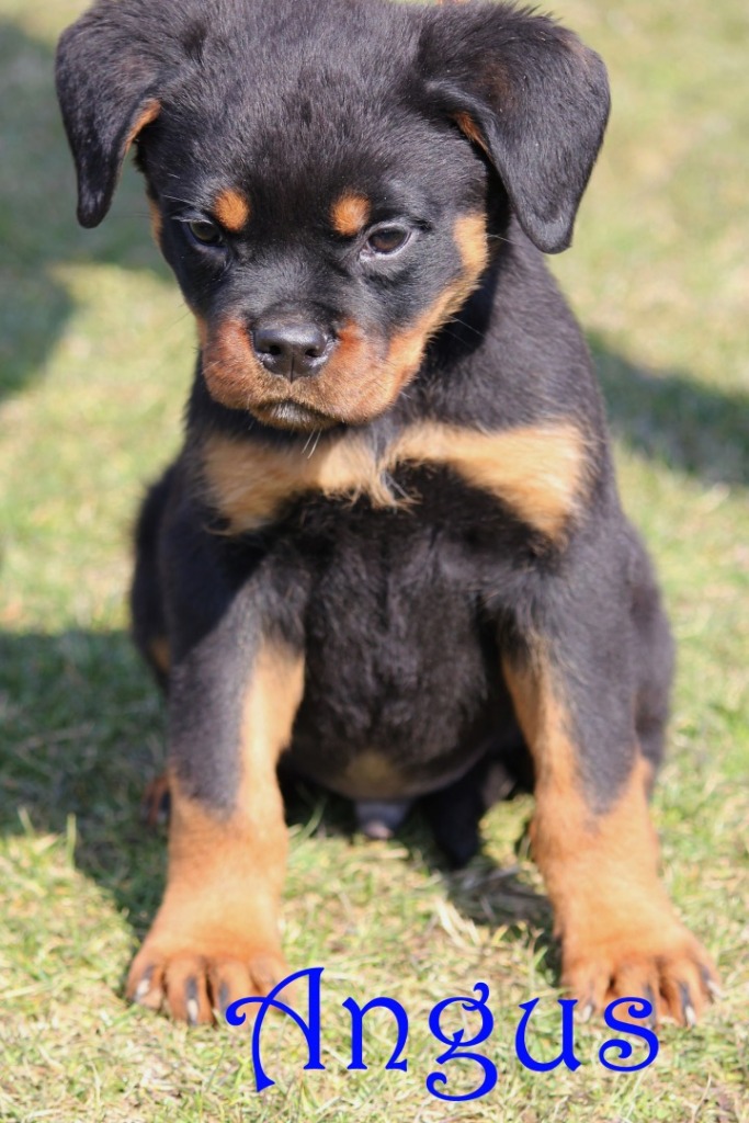 Import: Montecarlo x Boni – Guardian Rottweilers