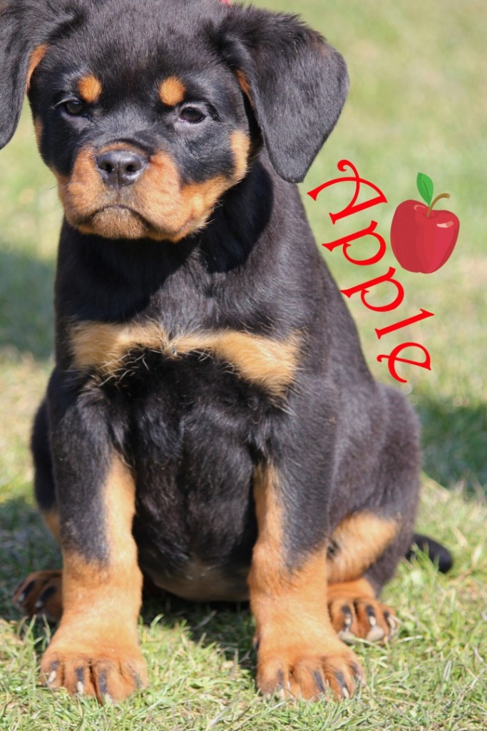 Import: Montecarlo x Boni – Guardian Rottweilers